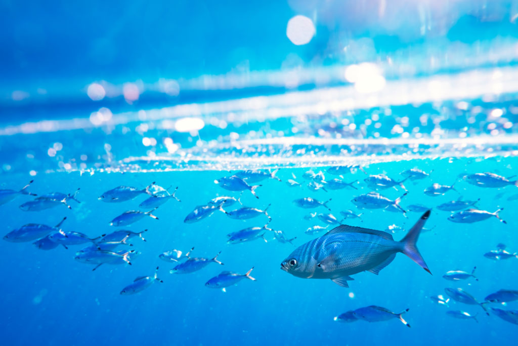 Italian Word of the Day: Pesce (fish) - Daily Italian Words
