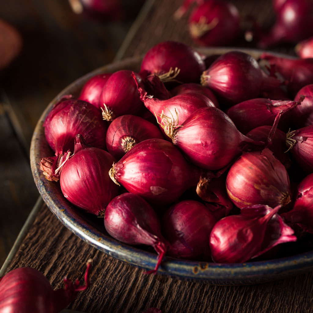 Italian Word of the Day: Cipolla (onion) - Daily Italian Words