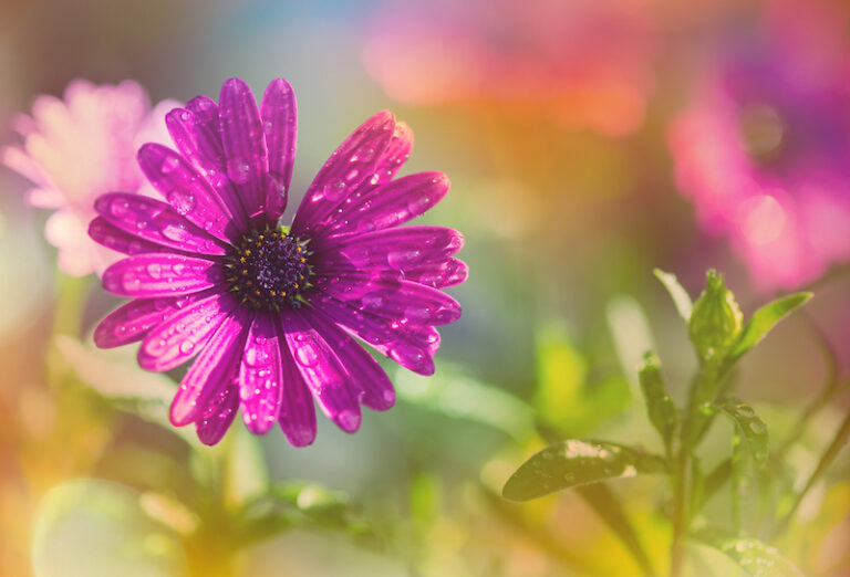 The 45 Most Beautiful Italian Words with a Deep Meaning - Daily Italian ...