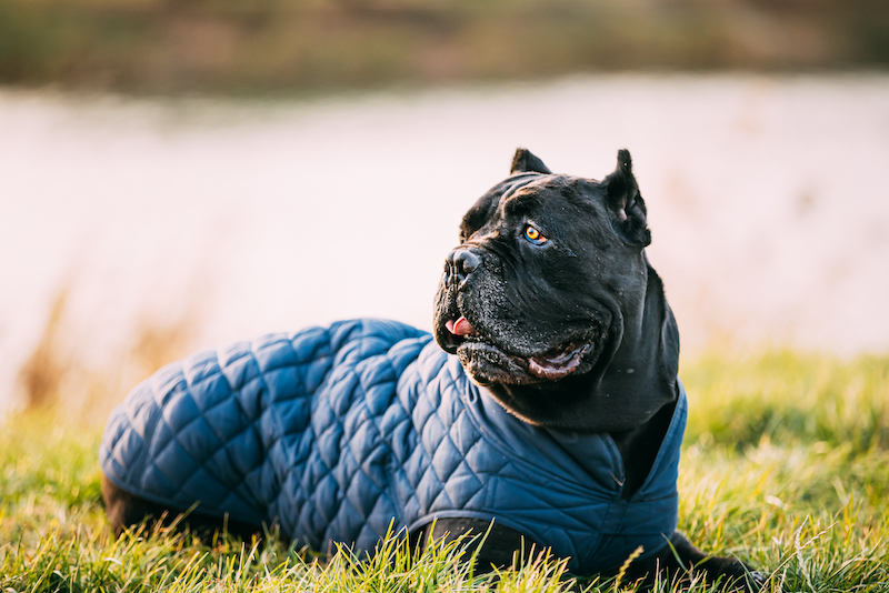 Italian Word of the Day: Cane (dog) - Daily Italian Words