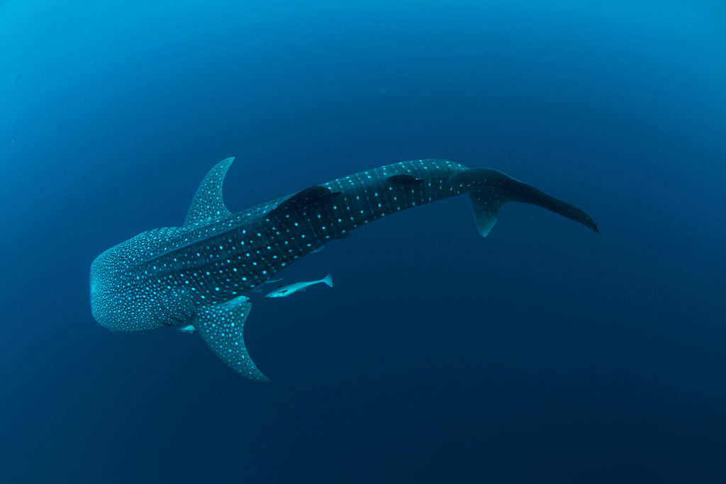 Italian Word of the Day: Squalo (shark) - Daily Italian Words