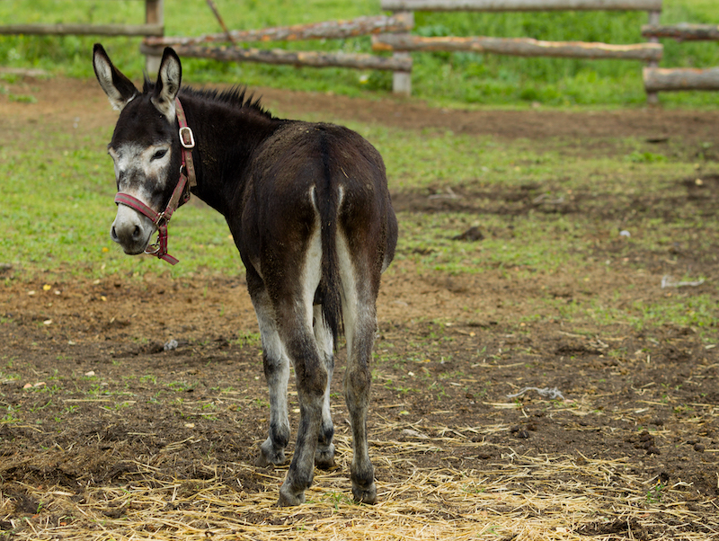 Italian Word of the Day: Testardo (stubborn) - Daily Italian Words