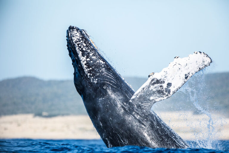 Italian Word of the Day: Balena (whale) - Daily Italian Words