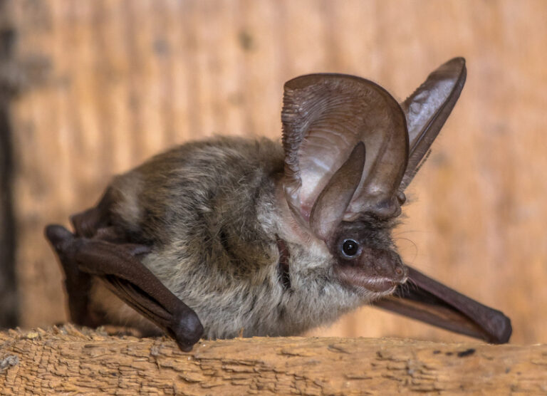 Italian Word of the Day: Pipistrello (bat) - Daily Italian Words