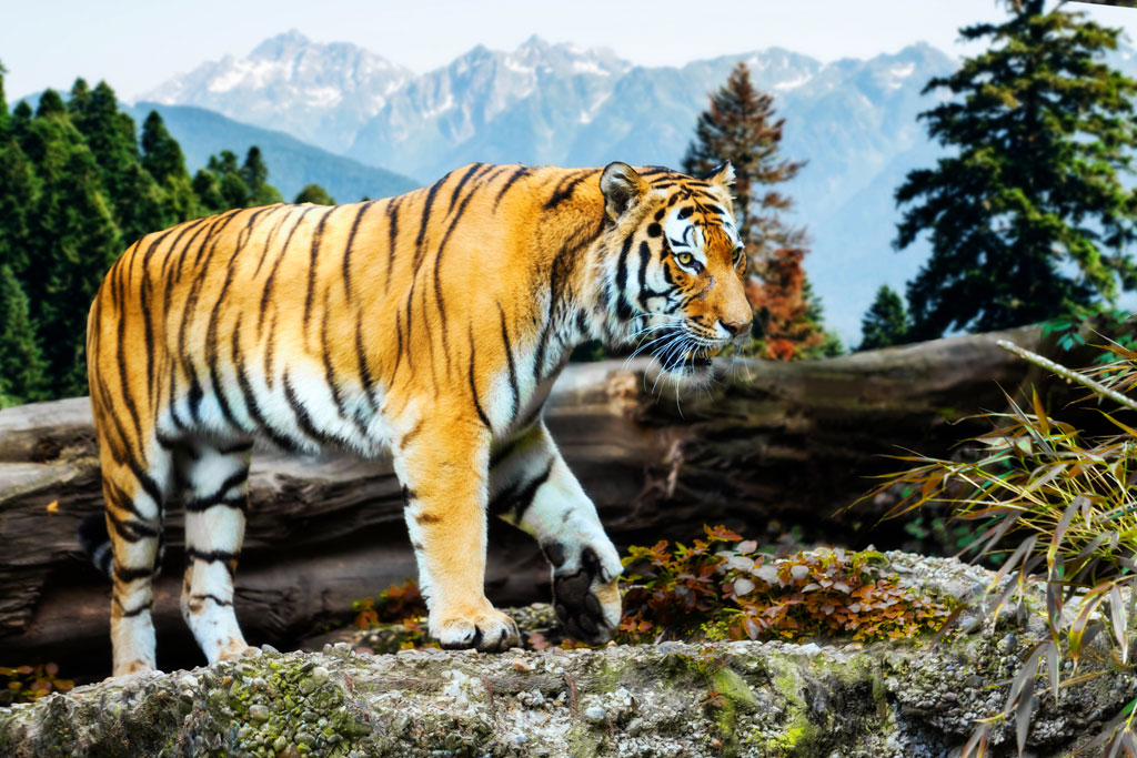 Italian Word of the Day: Tigre (tiger) - Daily Italian Words