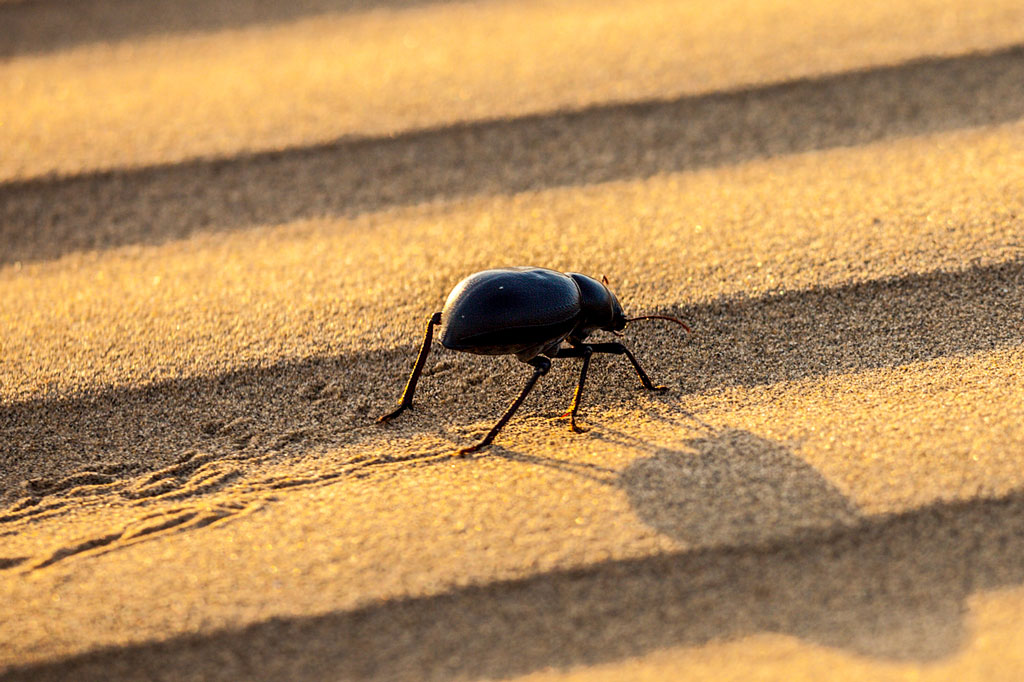 Italian Word of the Day: Scarabocchio (doodle / scribble / blot ...
