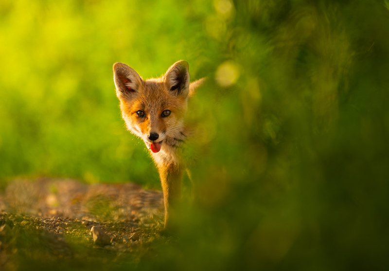 Italian Word of the Day: Volpe (fox) - Daily Italian Words