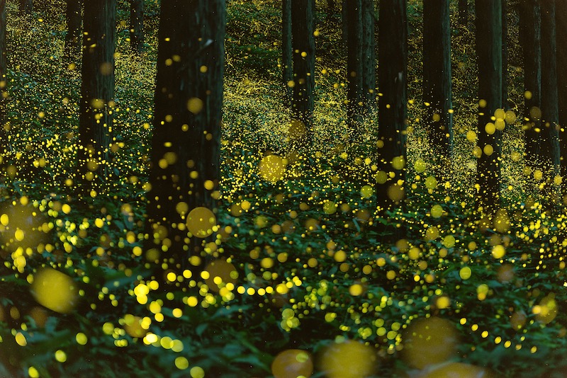 Italian Word of the Day: Lucciola (firefly) - Daily Italian Words