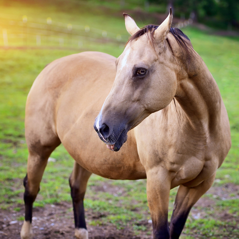 Italian Word of the Day: Cavallo (horse) - Daily Italian Words
