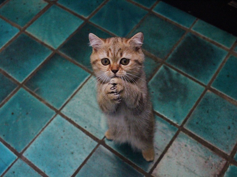 7 Different Ways to Say "Please" in Italian - Daily Italian Words