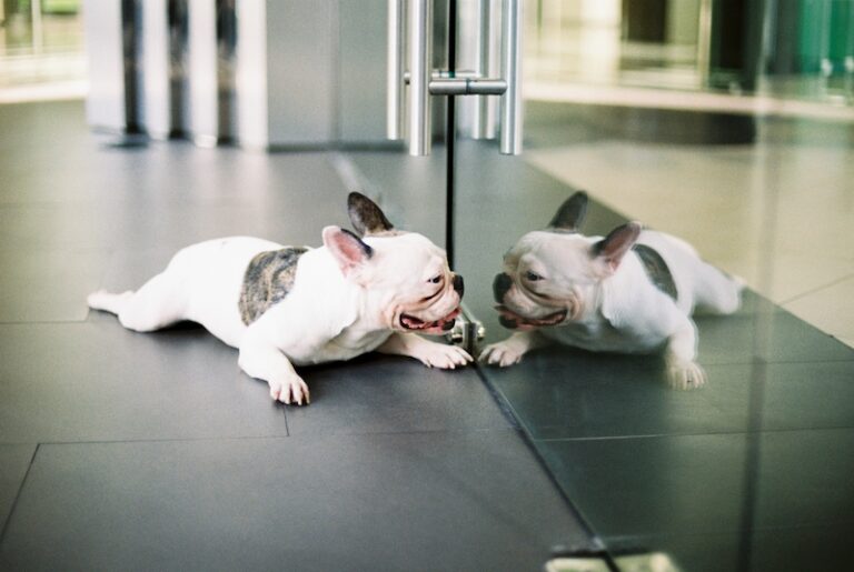 Italian Word of the Day: Sosia (lookalike / doppelgänger) - Daily ...