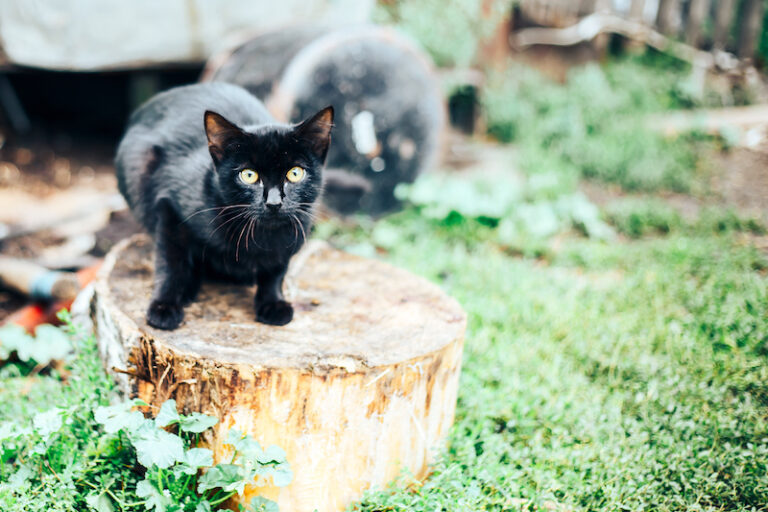 The 10 Most Common Italian Cat Names - Daily Italian Words