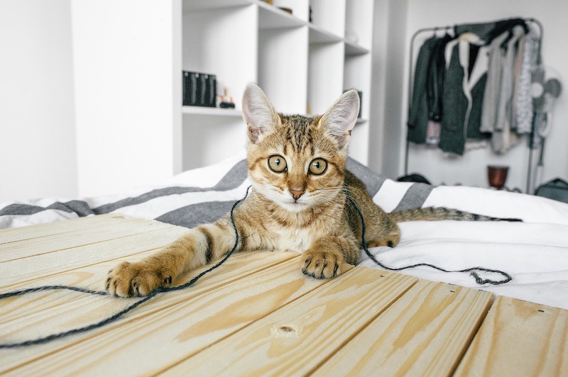 The 10 Most Common Italian Cat Names - Daily Italian Words