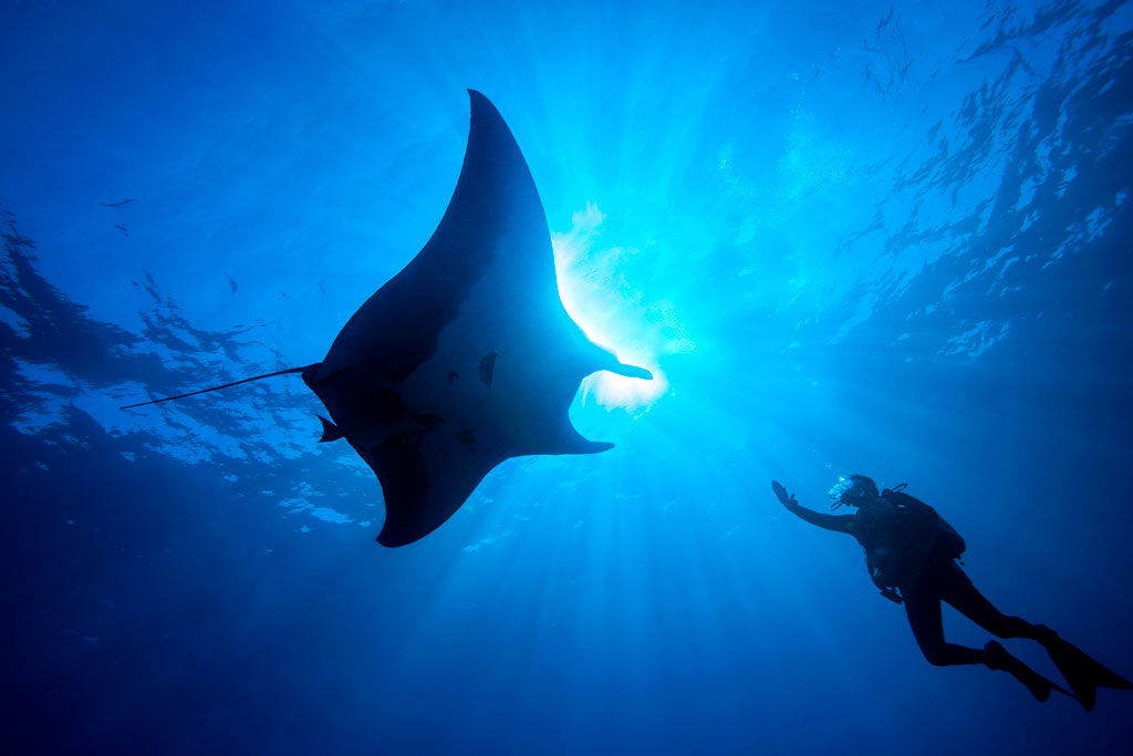 Italian Word of the Day: Rana (frog) - Daily Italian Words