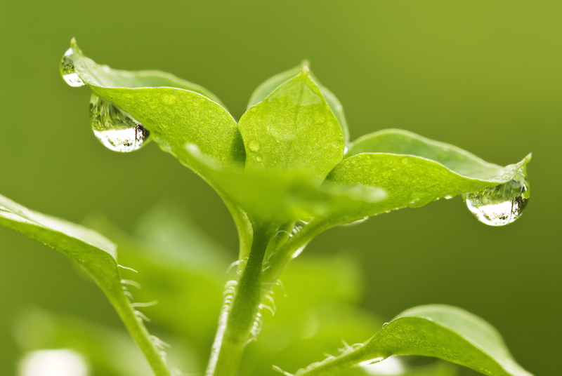 How to Say "Spring" in Italian + 20 Useful Spring Words - Daily Italian ...