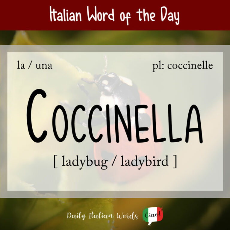 Italian Word of the Day: Coccinella (ladybug / ladybird) - Daily ...
