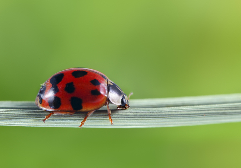 Italian Vocabulary of the Day: Coccinella (Ladybug/Ladybug ...