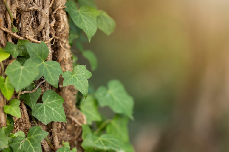 Italian Word of the Day: Edera (ivy) - Daily Italian Words