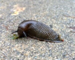 Italian Word of the Day: Lumaca (slug / snail) - Daily Italian Words