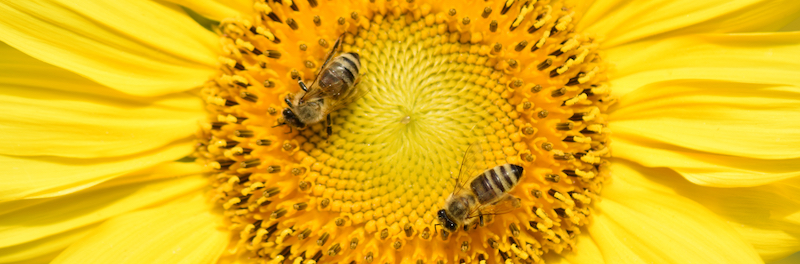 The Names of the Most Important Colors in Italian with Pronunciation ...