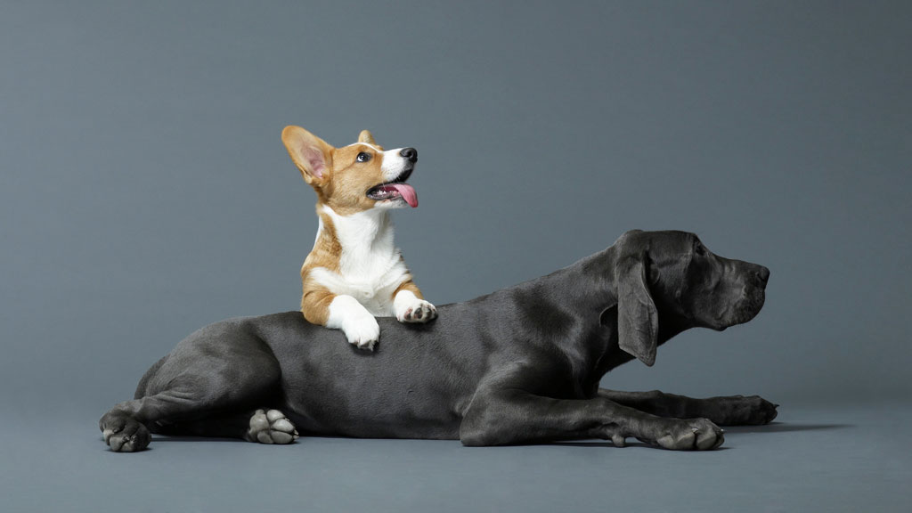 20 Basic Italian Adjectives and their Opposites - Daily Italian Words