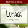 Italian Word of the Day: Lumaca (slug / snail) - Daily Italian Words