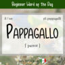 Italian Word of the Day: Pappagallo (parrot) - Daily Italian Words