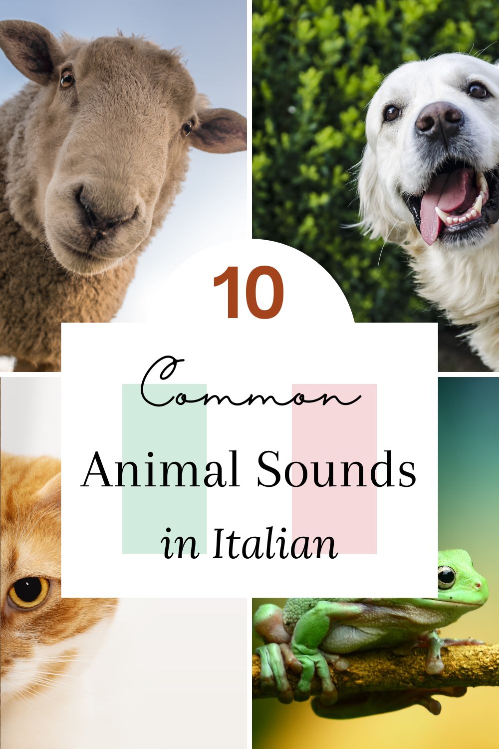 10 Common Animal Sounds in Italian - Daily Italian Words