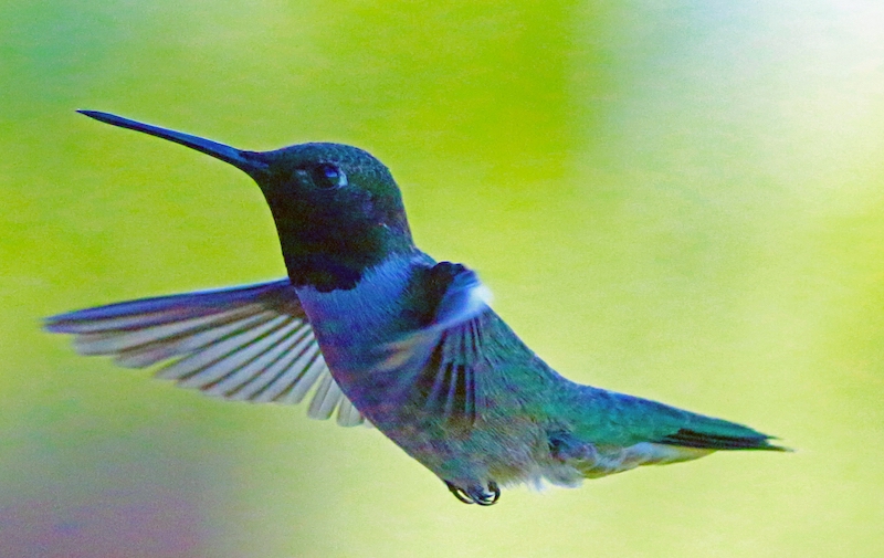 Italian Word of the Day: Colibrì (hummingbird) - Daily Italian Words