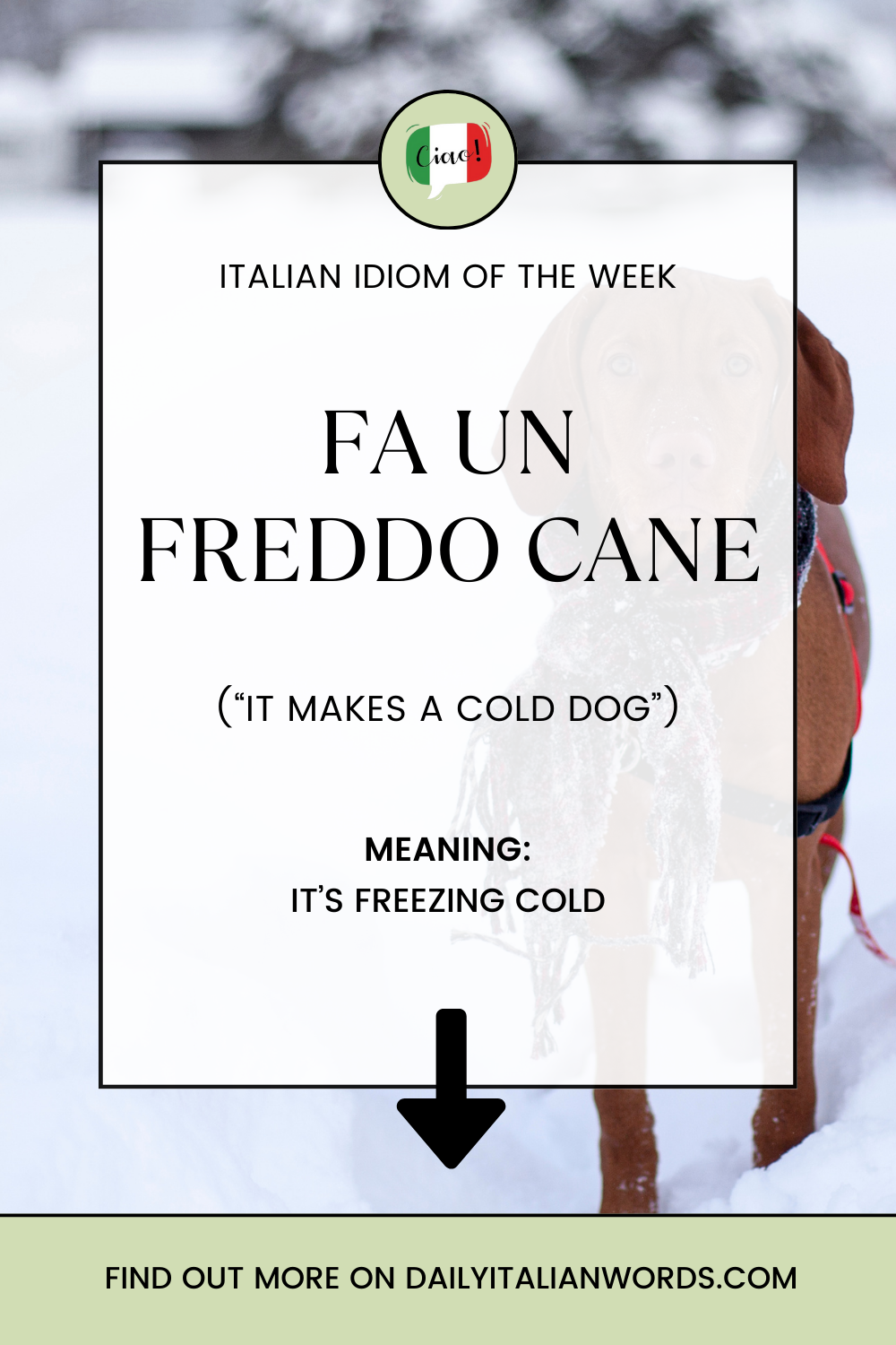 Italian Idiom: Fa un freddo cane! (It's freezing cold!) - Daily Italian ...