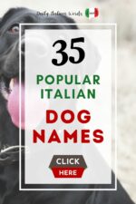 35 Popular Italian Dog Names - Daily Italian Words
