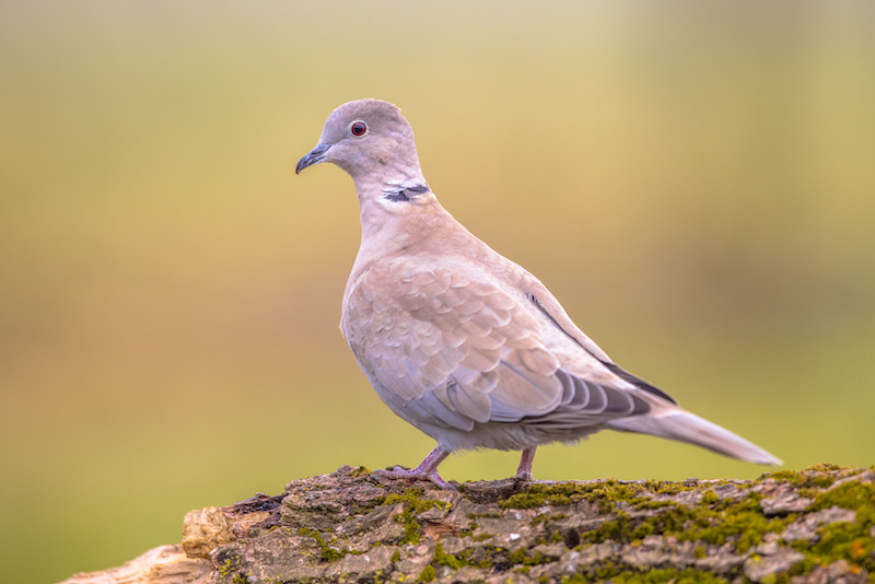 The 50 Most Common Italian Last Names (And Their Meanings) - Daily ...